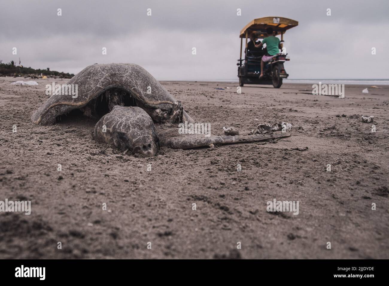 Anatomy of the turtle shell hi-res stock photography and images - Alamy