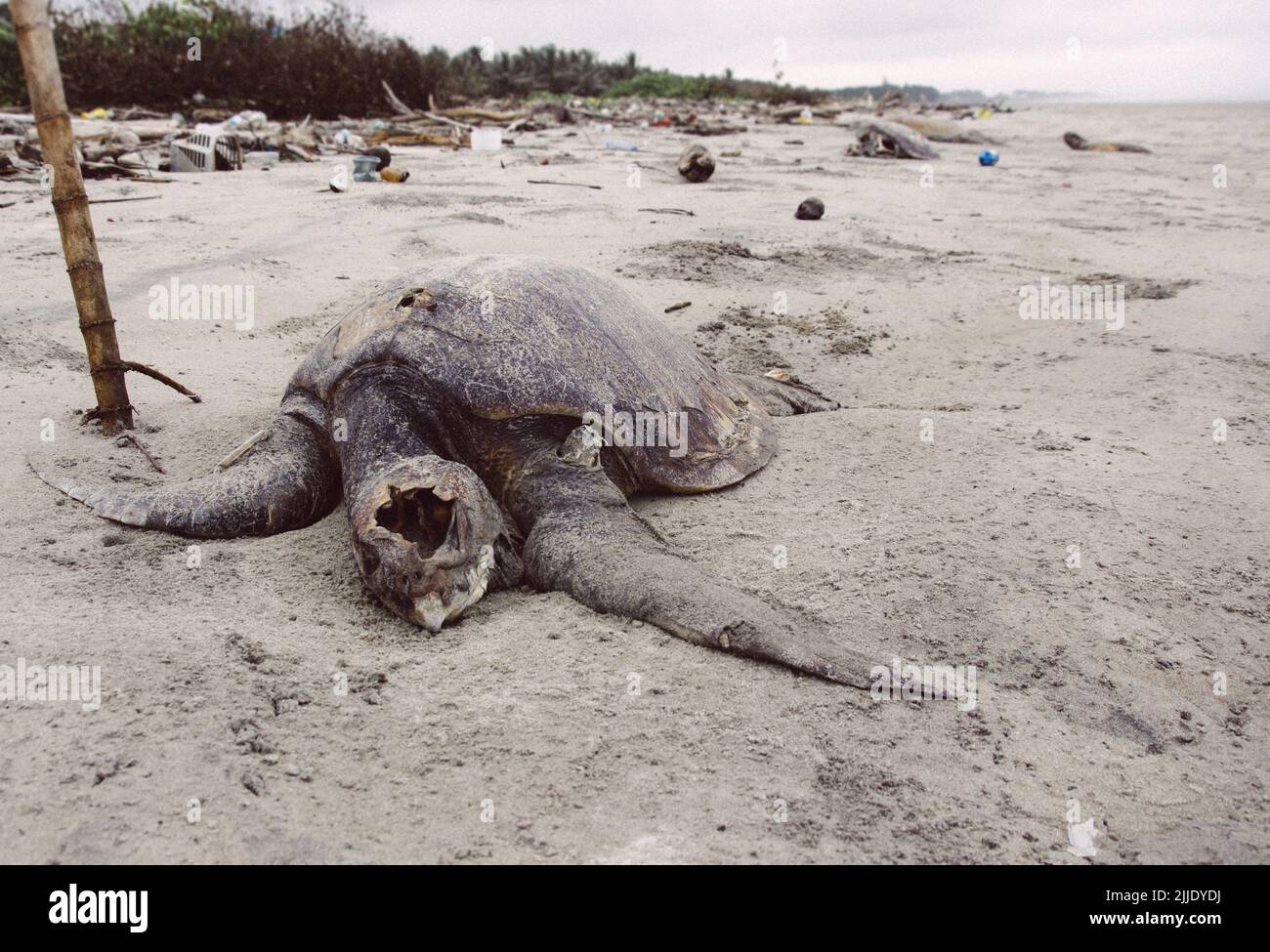 turtle graveyard on the beach Stock Photo - Alamy
