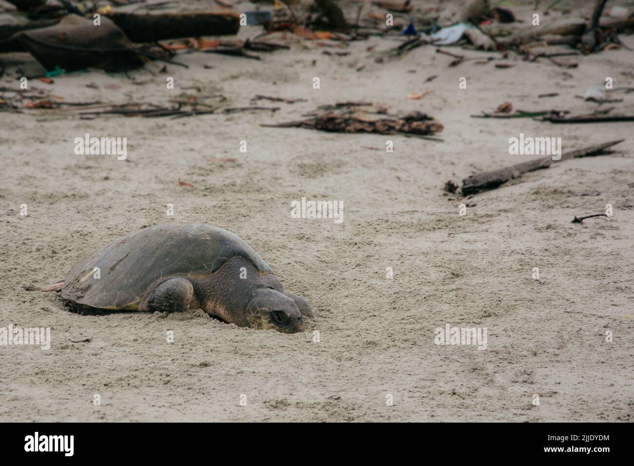 turtle graveyard on the beach Stock Photo - Alamy