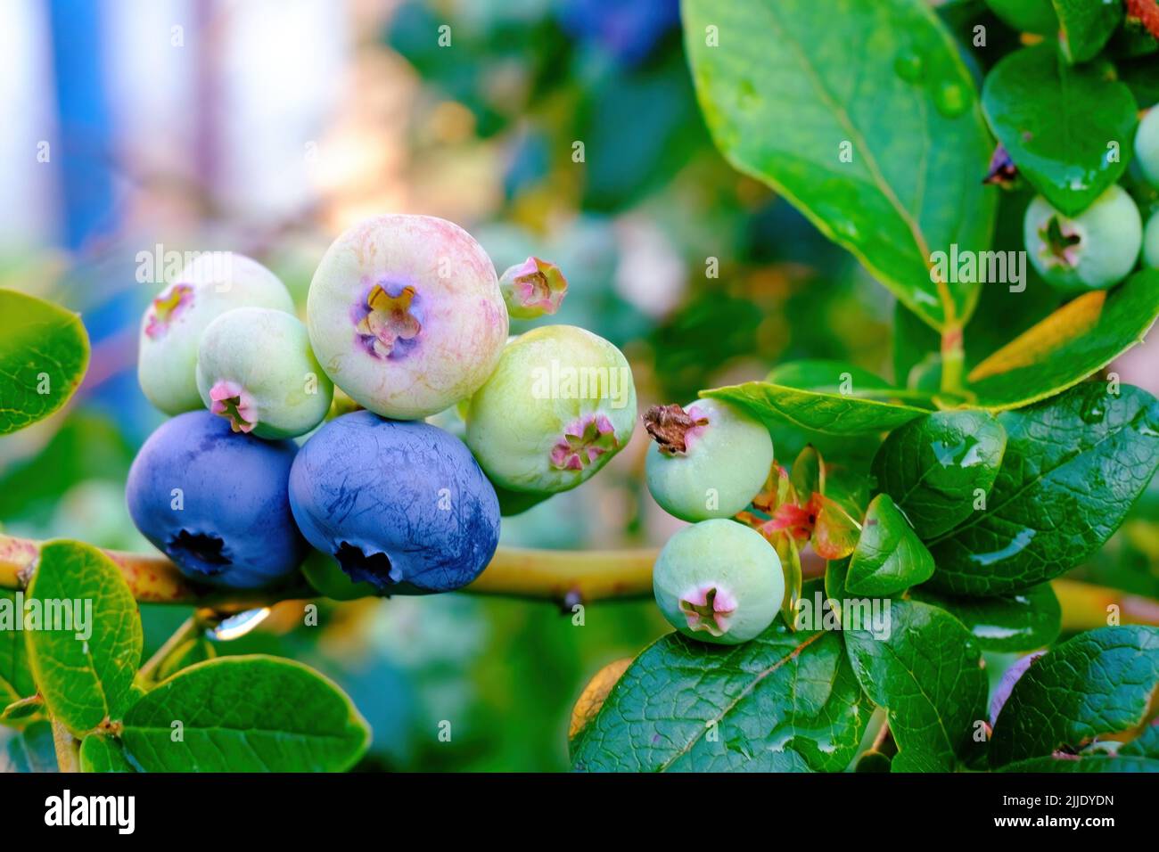 Blueberry. Large berries ripen on the branches Stock Photo - Alamy