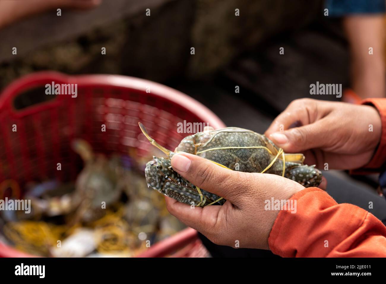 Fisherman tying claws of crabs with elastic bands Stock Photo - Alamy