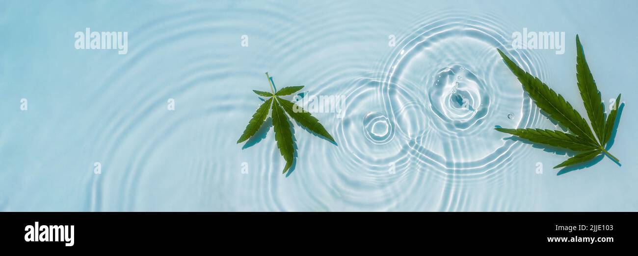 Weed Leaf Transparent Background