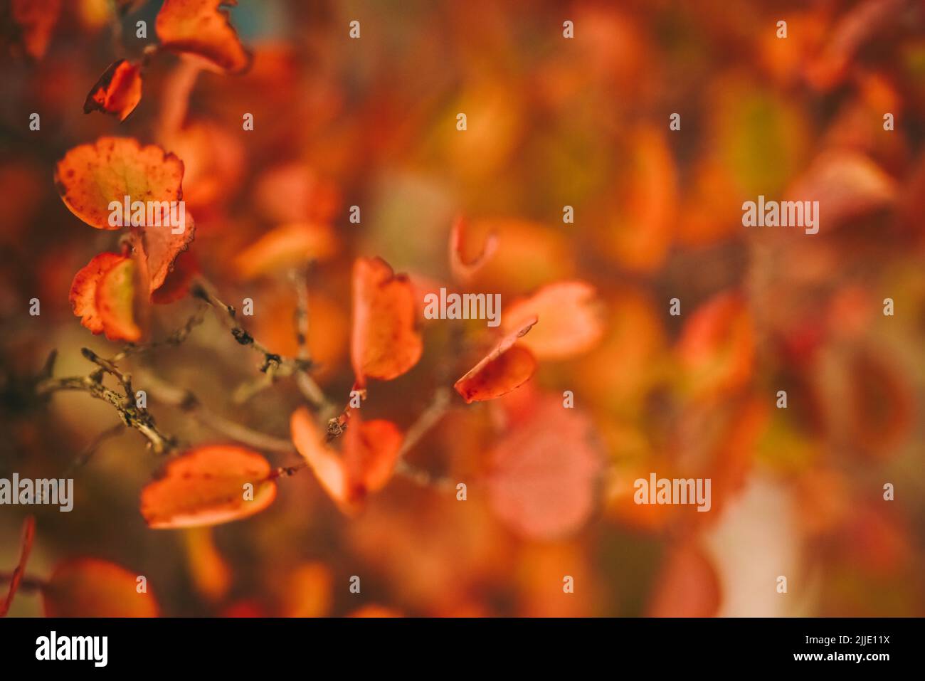 Selective focus blur hi-res stock photography and images - Alamy