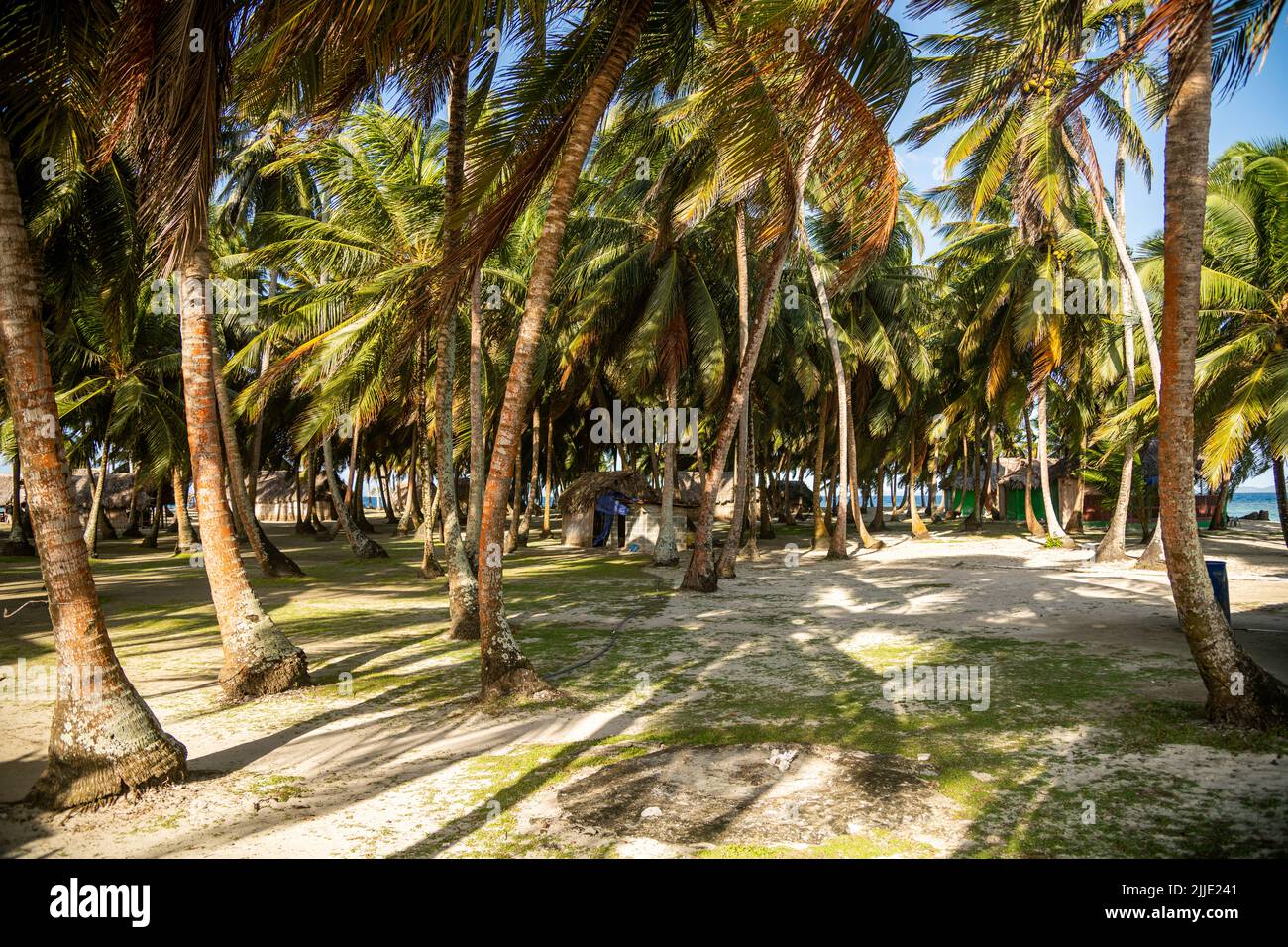 Palm trees on an island in the San Blas Islands in Panama Stock Photo ...