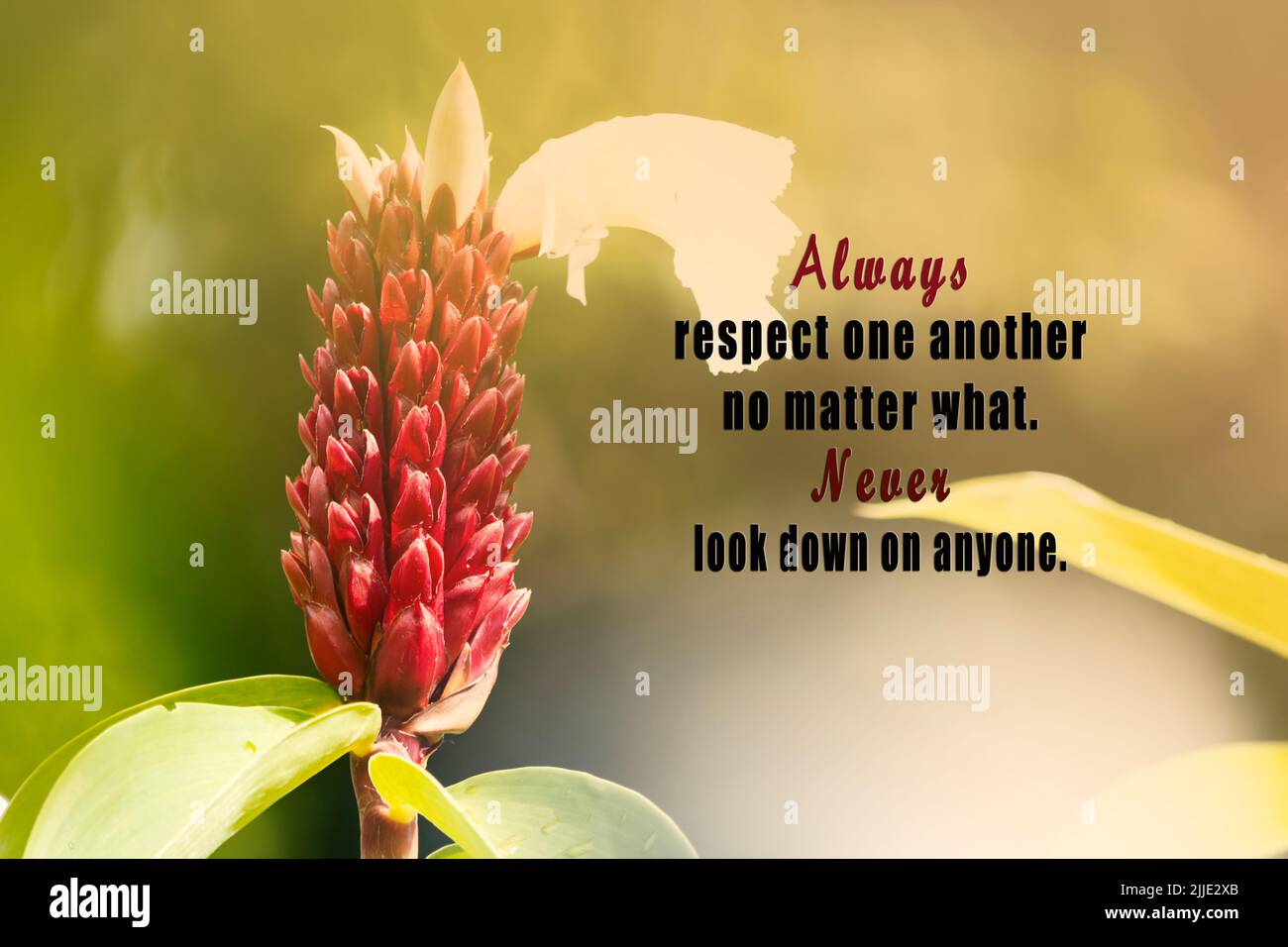 Motivational quote with fresh nature and blurred green leaf background ...