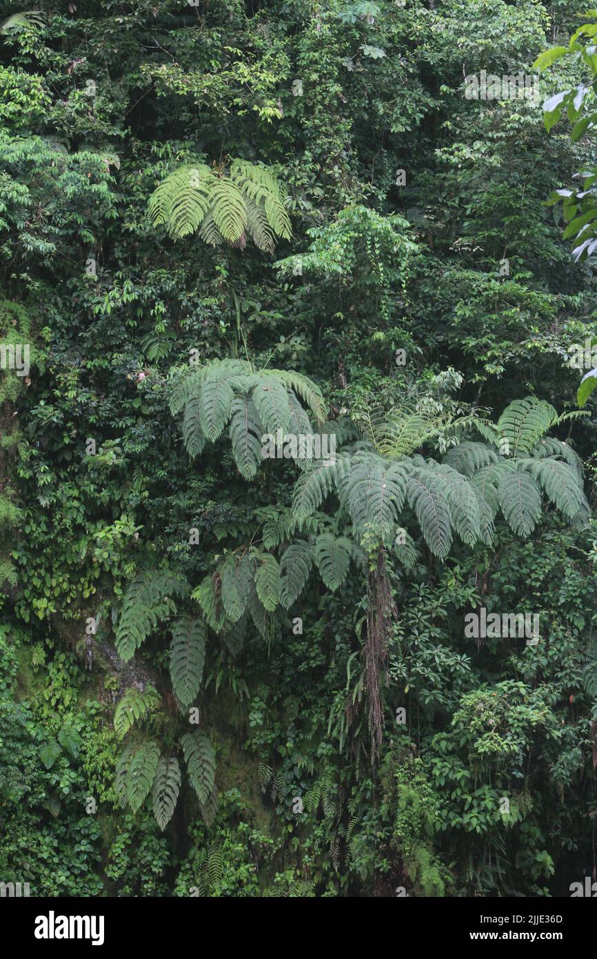 Caribbean costa rica ferns hi-res stock photography and images - Alamy