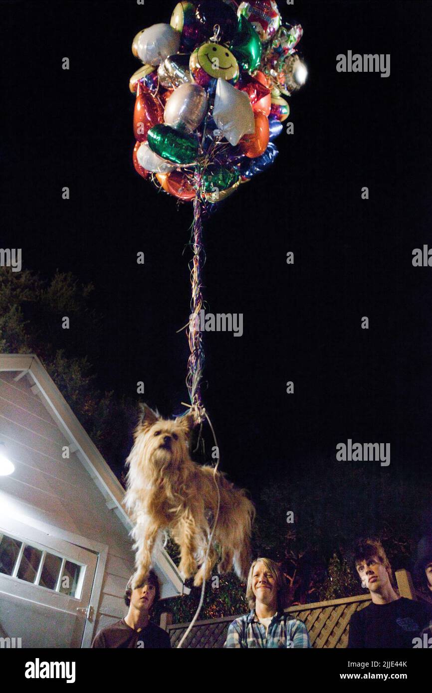 DOG TIED TO HELIUM BALLOONS, PROJECT X, 2012 Stock Photo - Alamy
