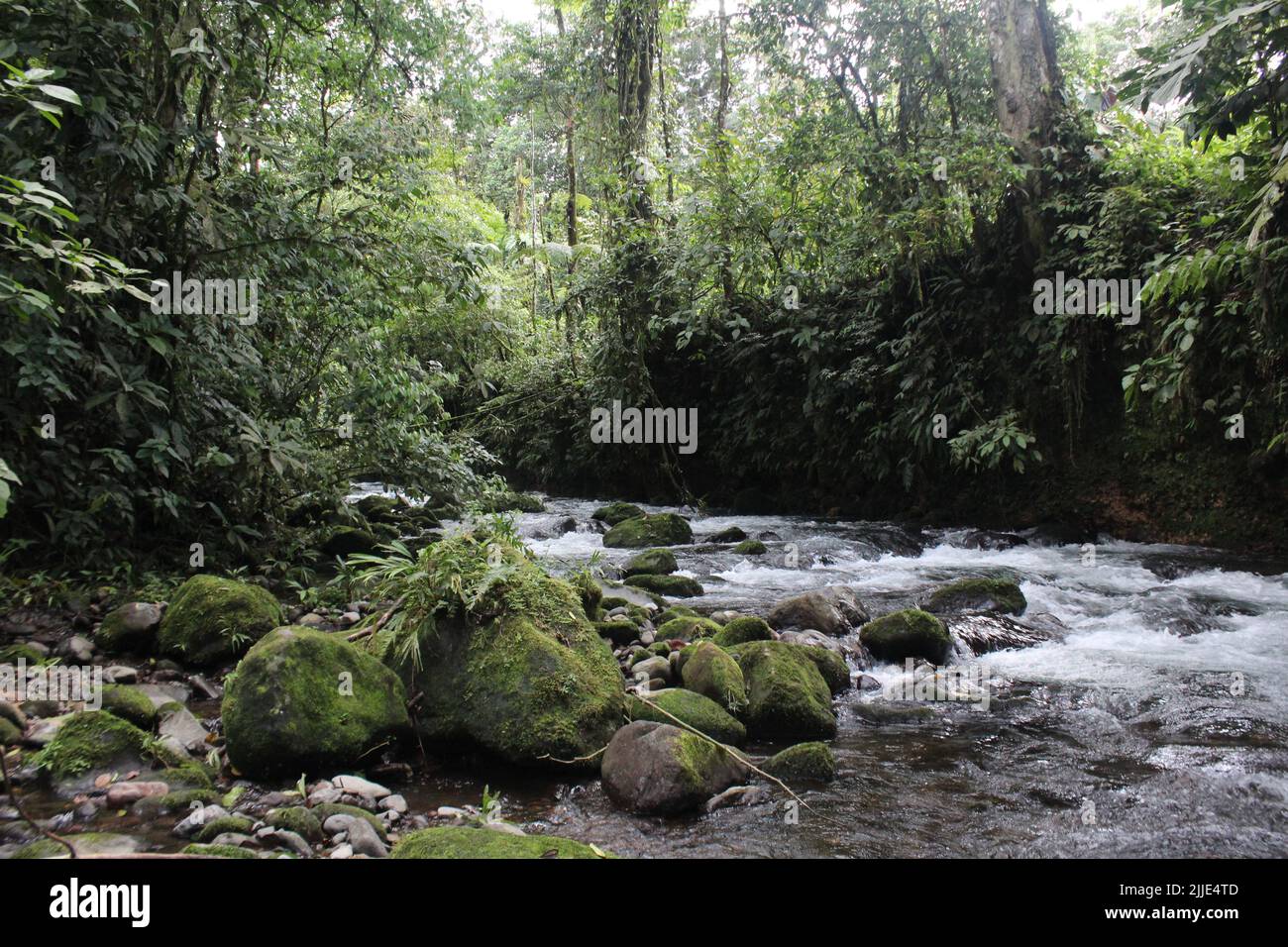 Stream in the tropical rainforest in the caribbean slope of Costa Rica ...