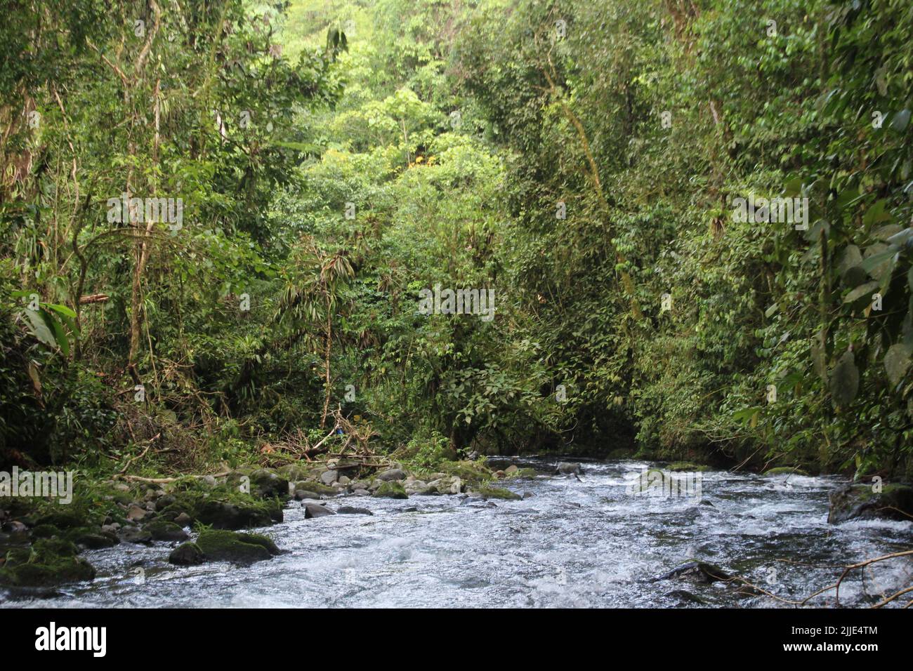 Stream in a tropical rainforest in the caribbean of Costa Rica Stock ...