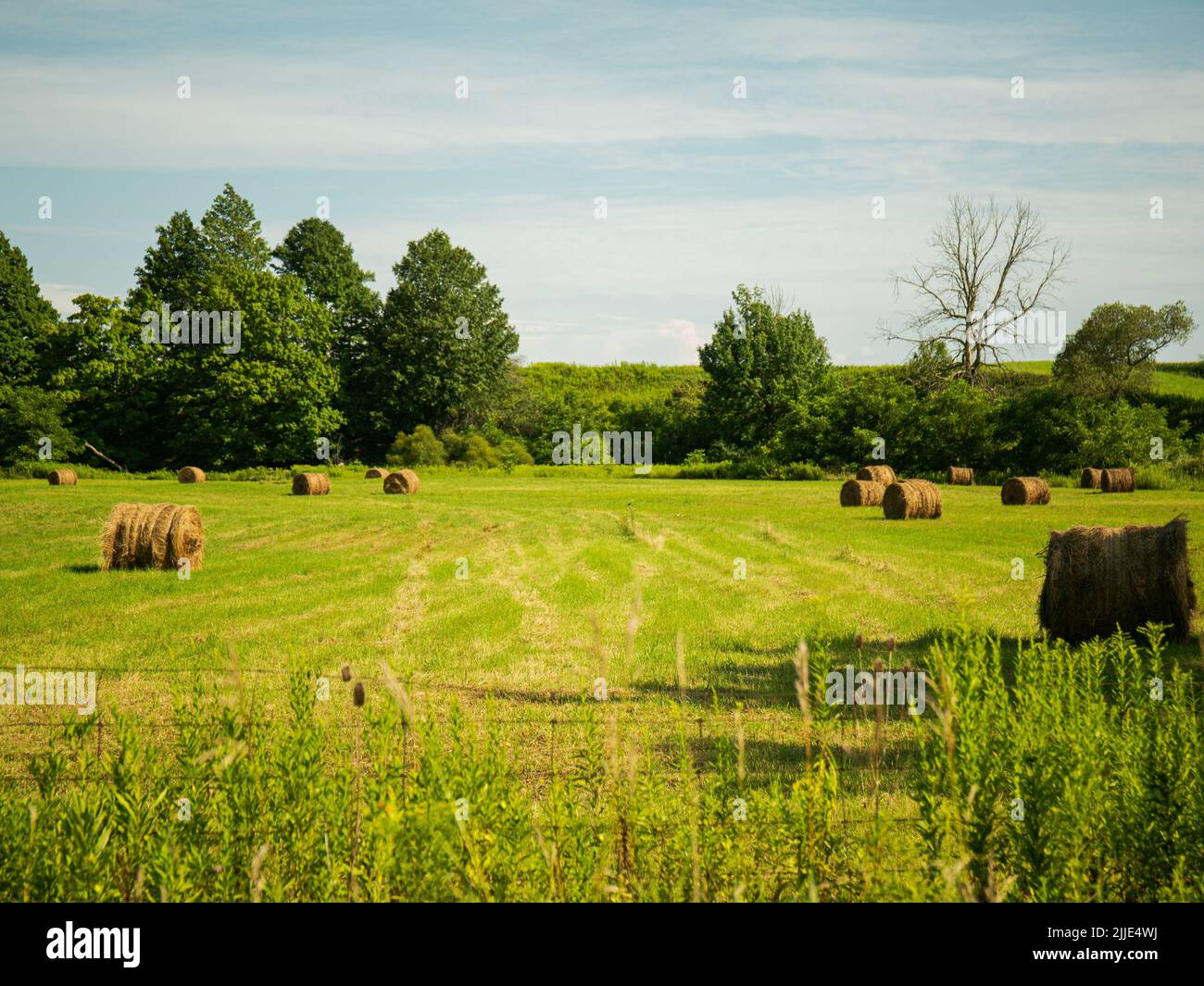 Hay bundles on green grass in a field with green-leaved trees Stock ...