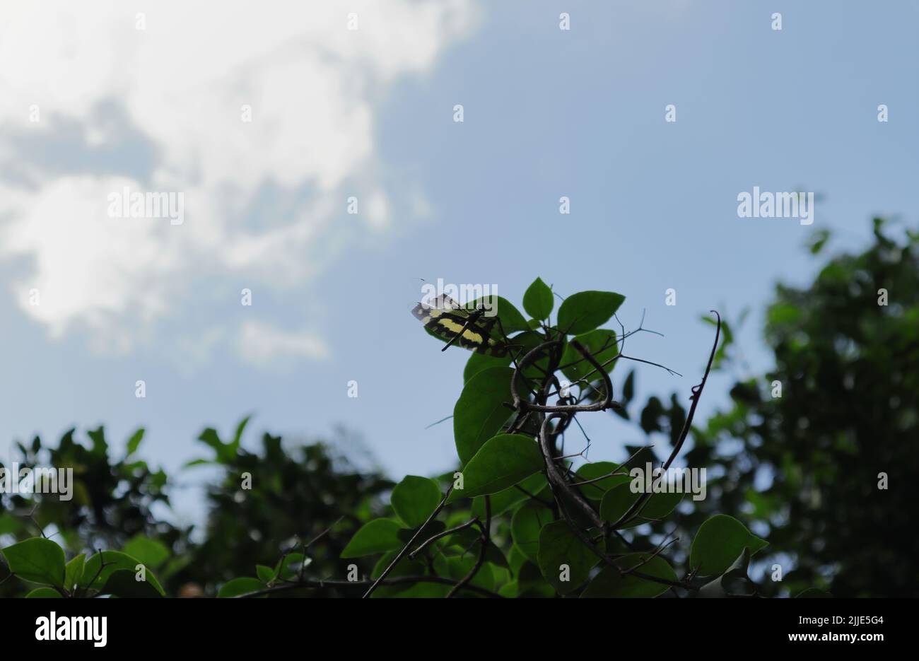 Dragonfly underneath hi-res stock photography and images - Alamy