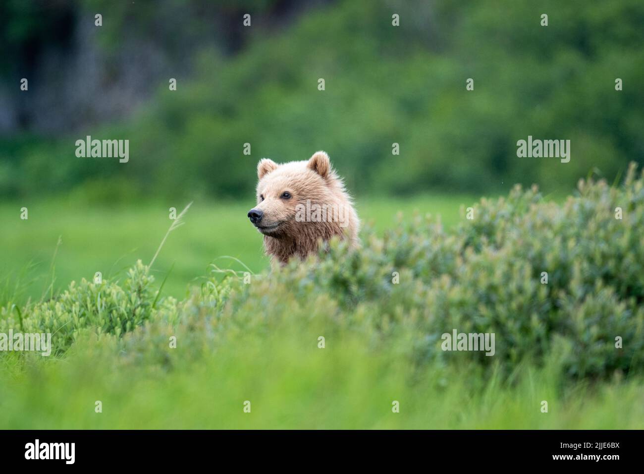 Alaskan brown bear cub in McNeil River State Game Sanctuary and Refuge ...