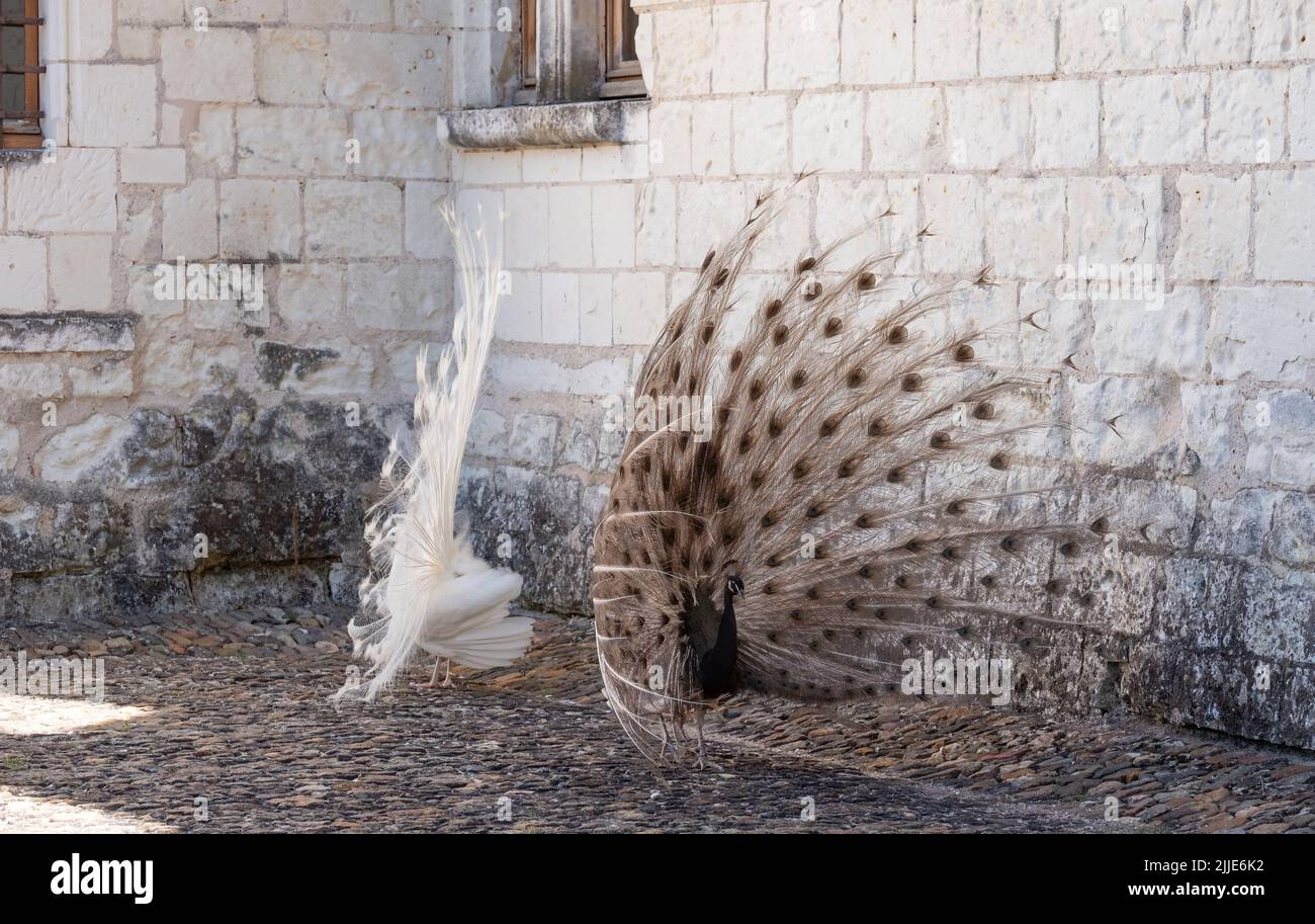 Two peafowl, one a white peahen and the other an opal peacock ...