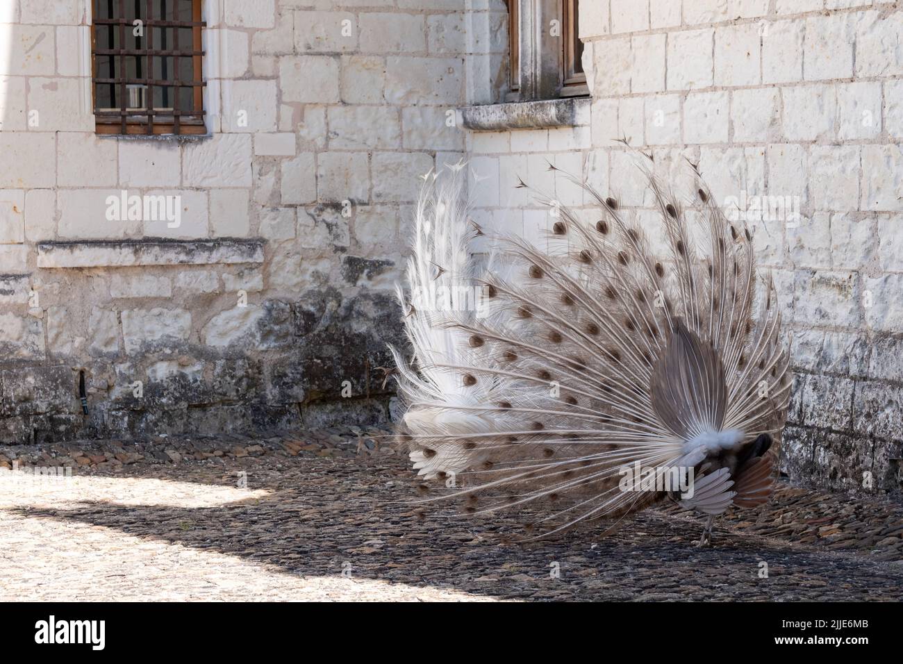 Two peafowl, one a white peahen and the other an opal peacock ...