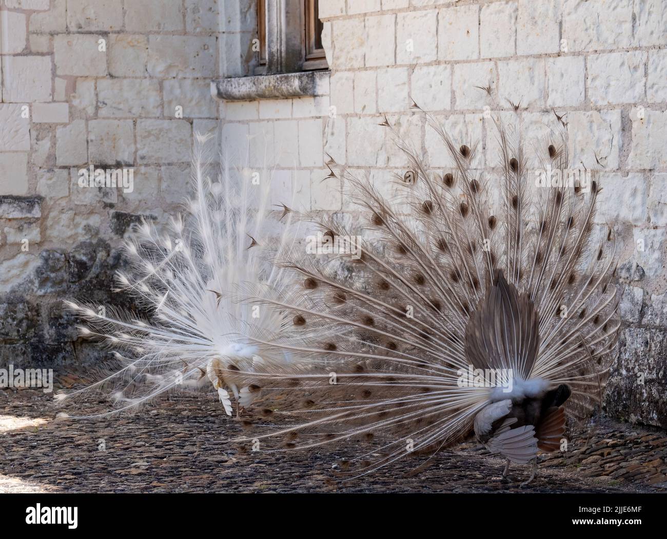 Two peafowl, one a white peahen and the other an opal peacock ...
