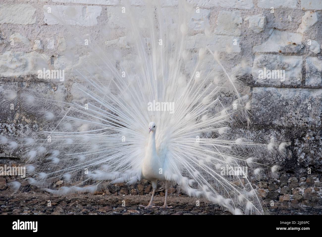White peacock displaying its feathers as part of a mating ritual, in ...