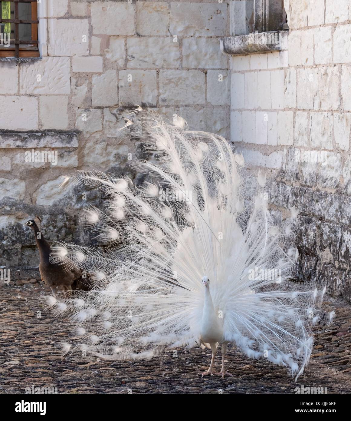 White peacock displaying its feathers as part of a mating ritual, in ...