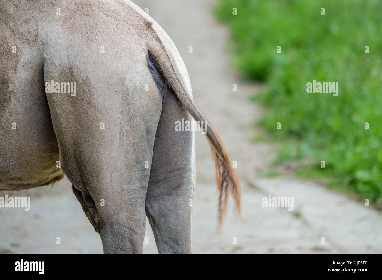 Camel tail close up. The camel is standing, waving its tail. Back view ...