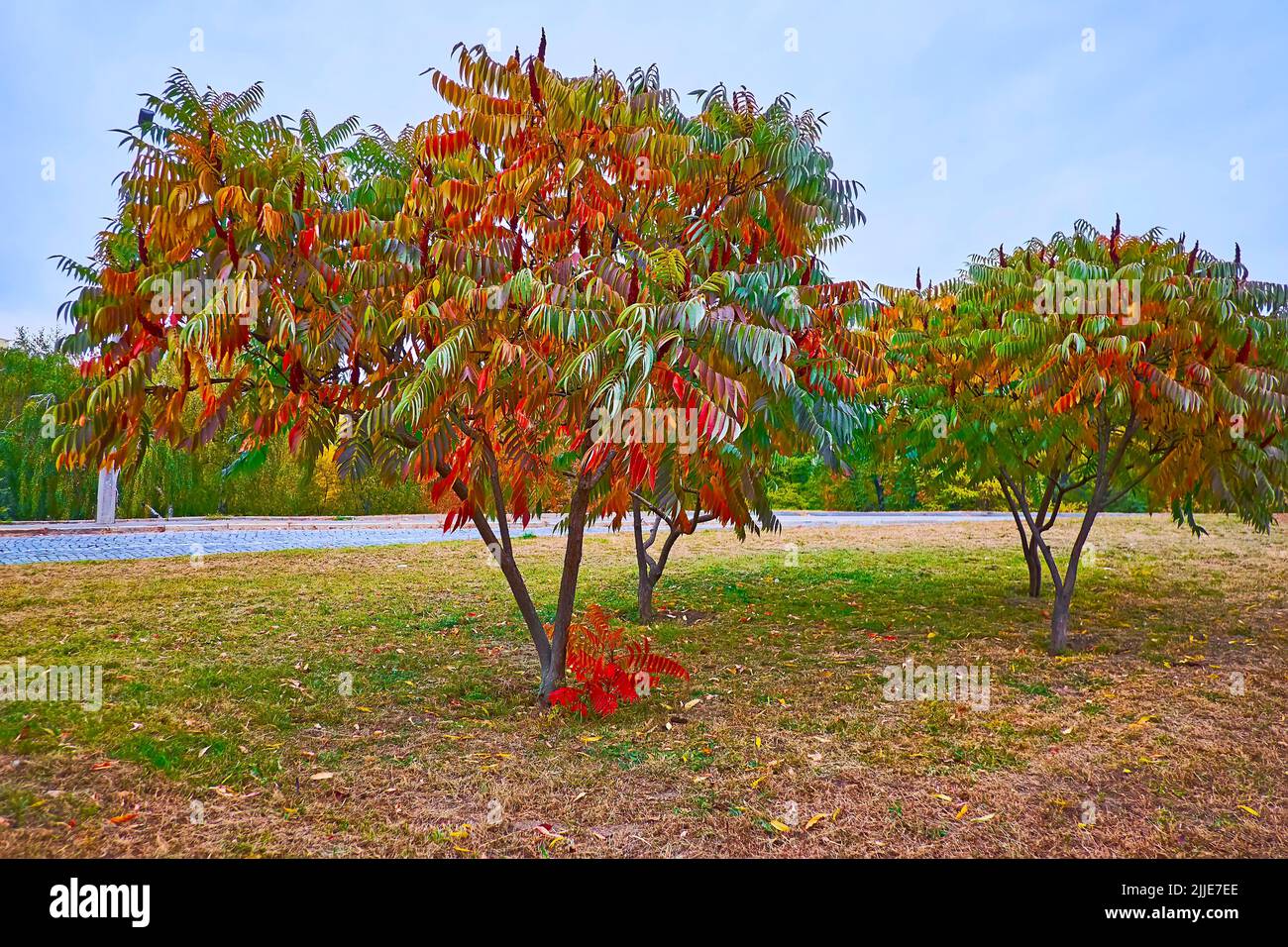 Sumac trees hi-res stock photography and images - Alamy