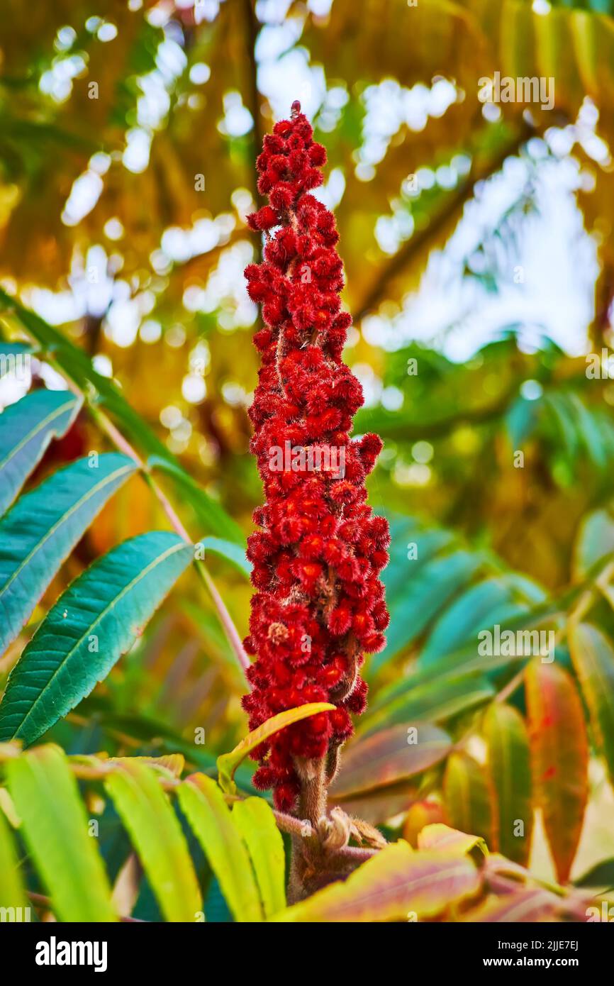 Sumac tree hi-res stock photography and images - Alamy