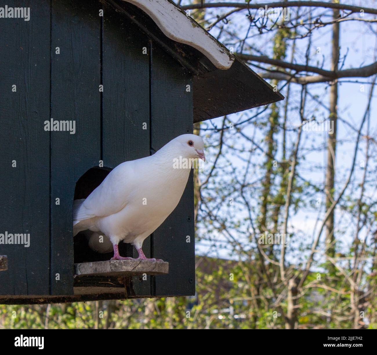 A white dove stands at the entrance to its wooden nest and looks in ...