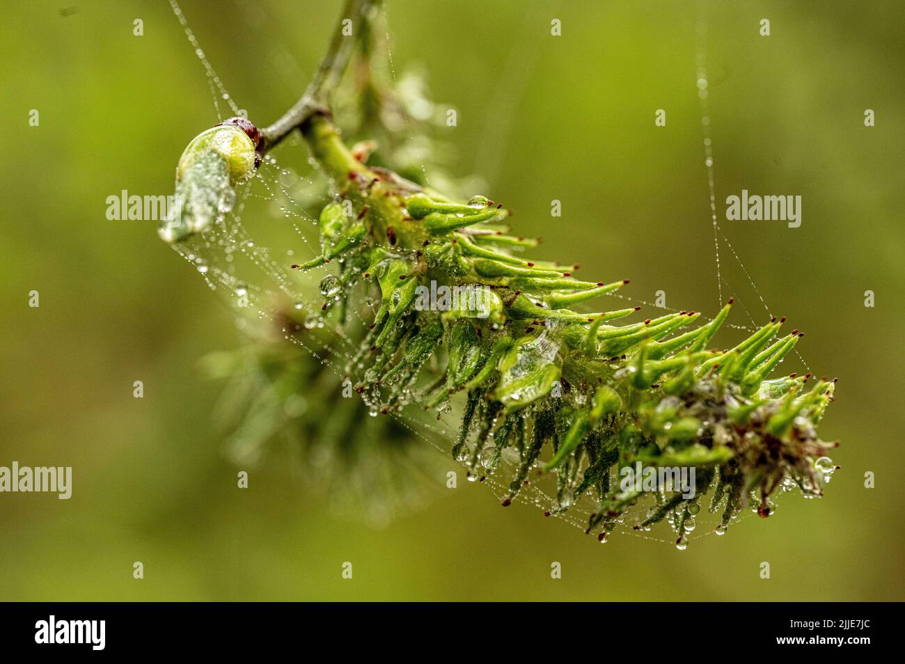 A beautiful branch of a conifer tree the spiders thin web on it Stock ...