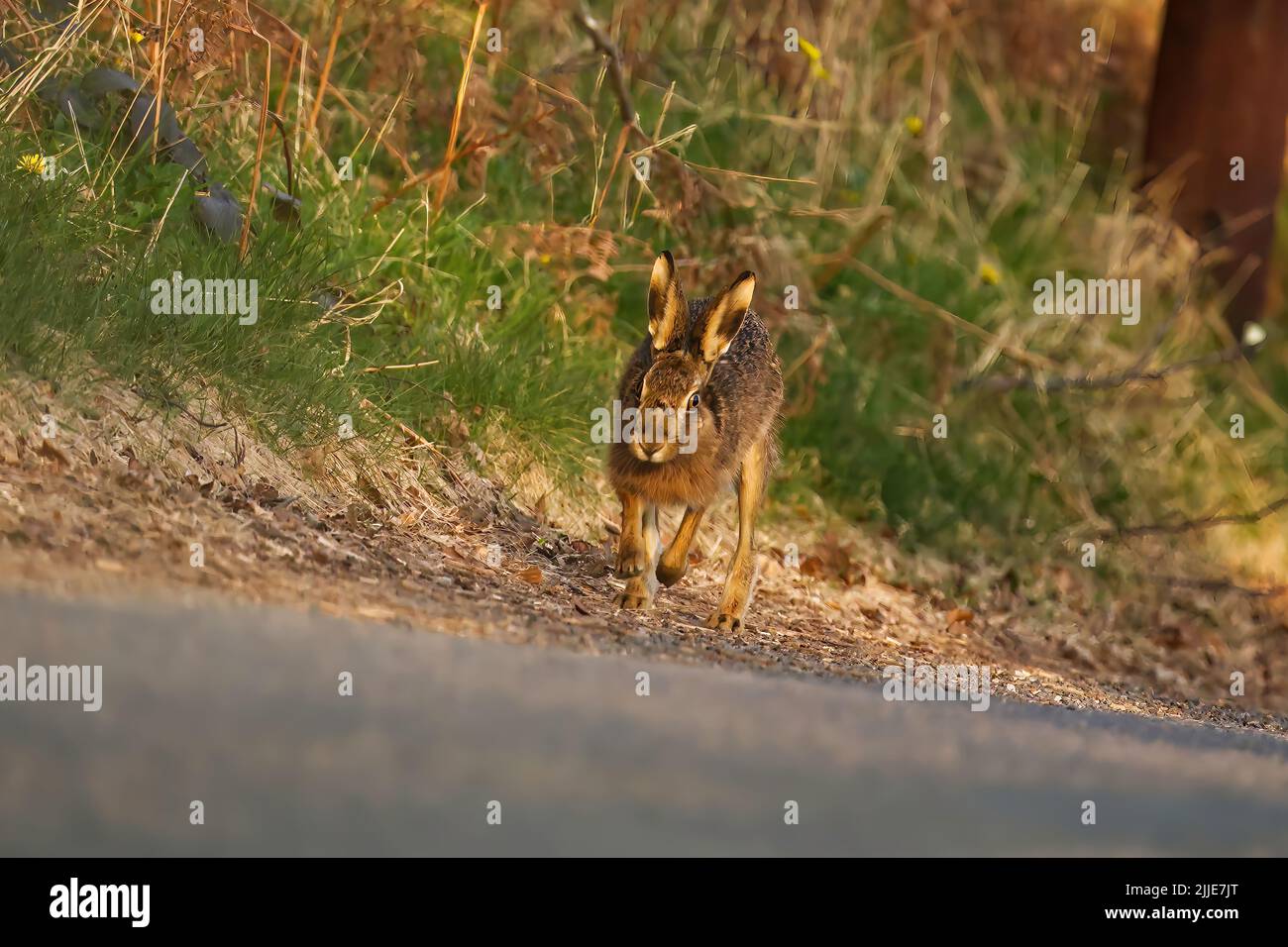 Bank river rabbit hi-res stock photography and images - Alamy