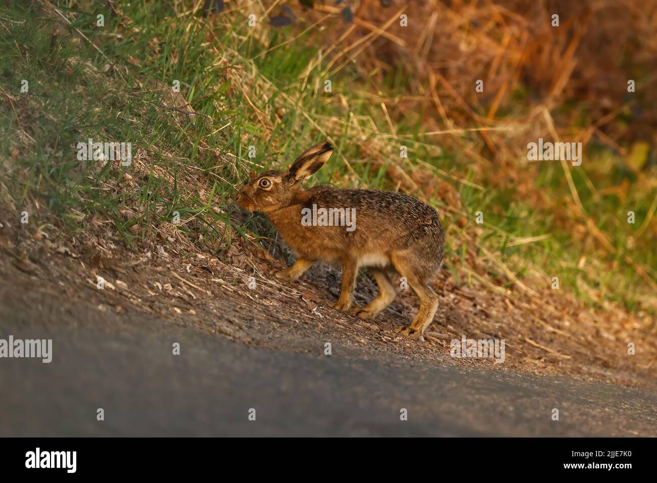 A large brown rabbit walks along the river bank with a herbs on the ...