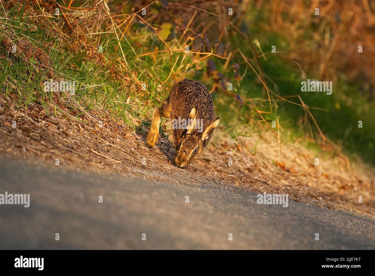 A nice brown rabbit standing on the bank of a river with a herbs on the ...