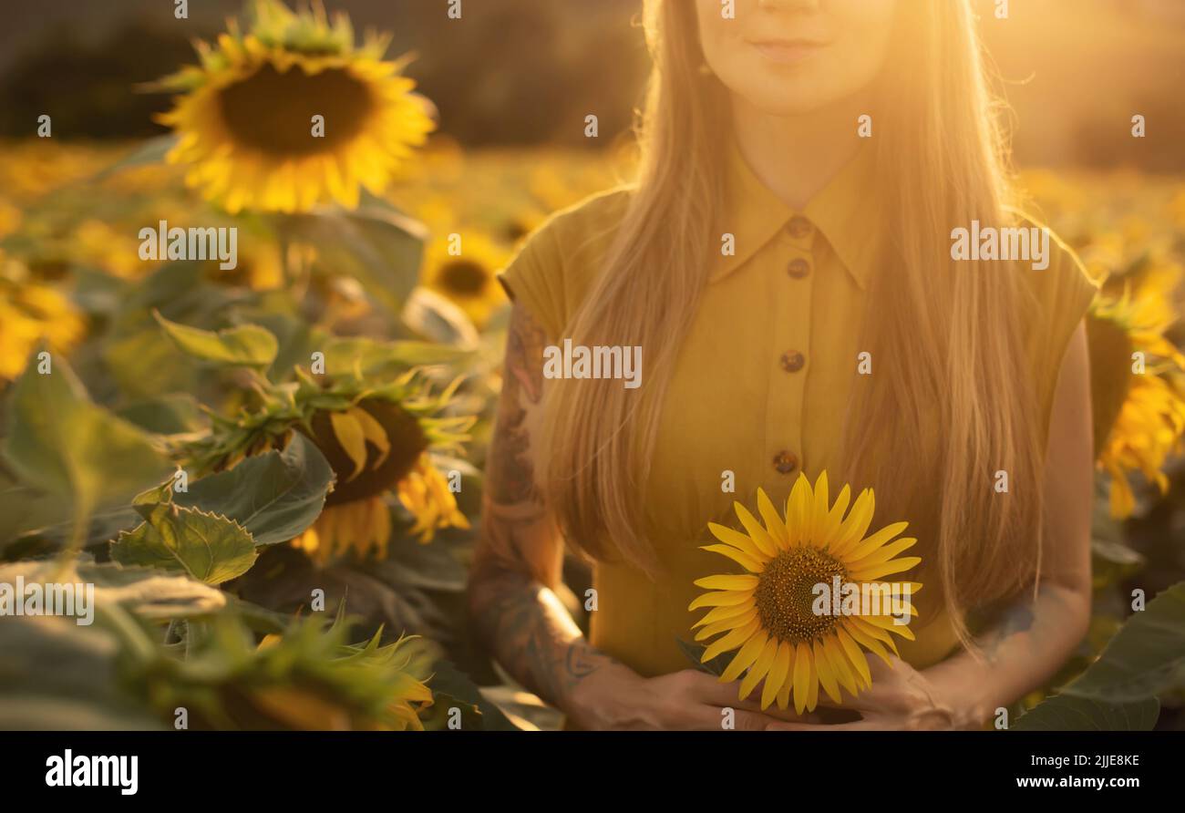 Female Holding Flower in Sunflower Field with Backlight Stock Photo - Alamy