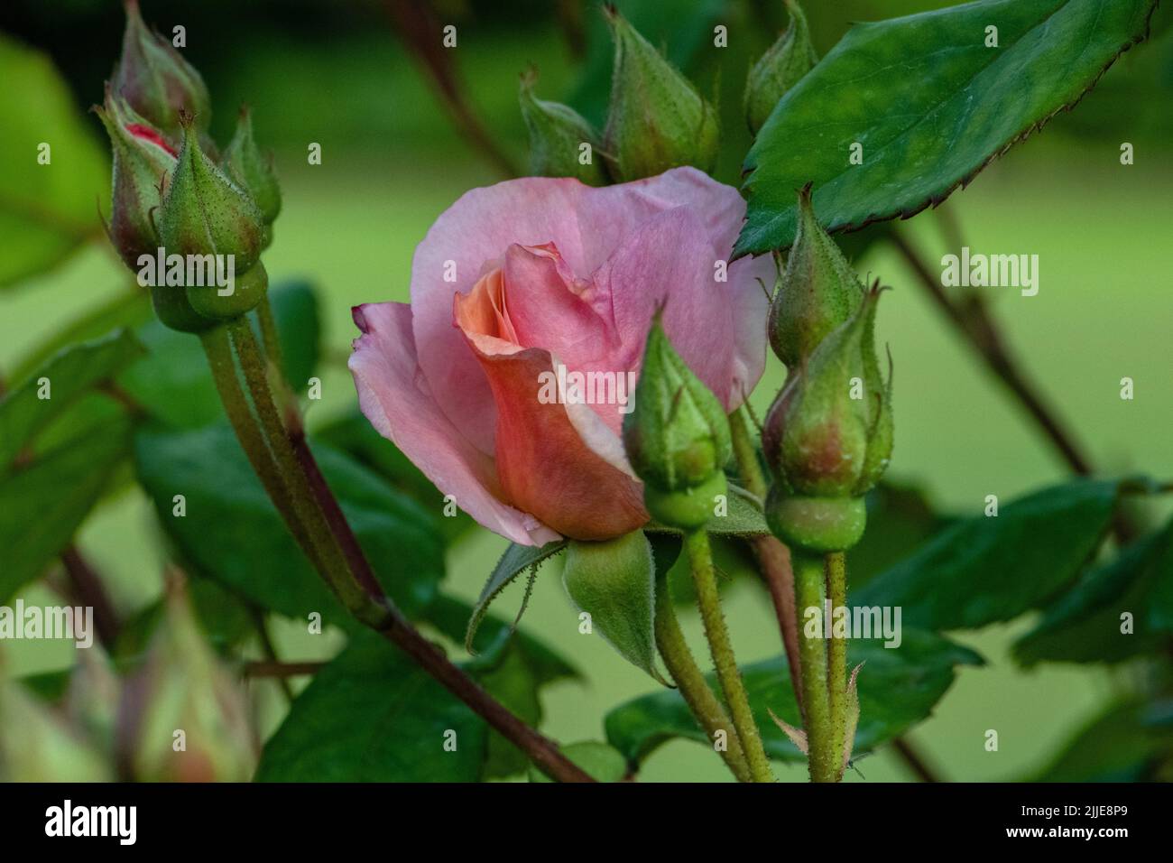 Closeup of little pink rose with buds on blurred background. Small ...