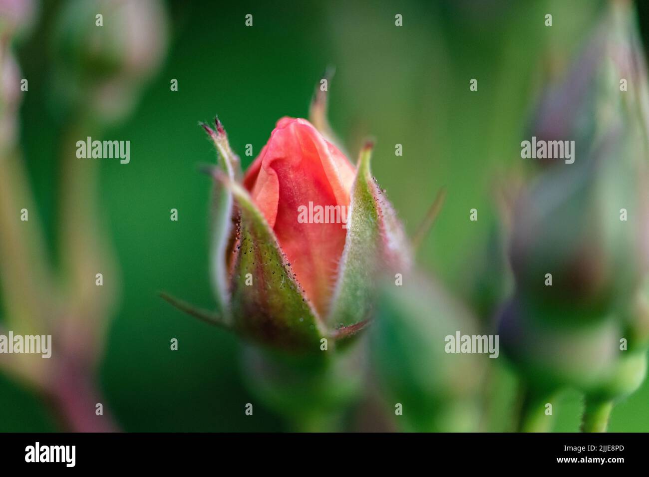 Closeup of little red rose with buds on blurred background. Small roses ...