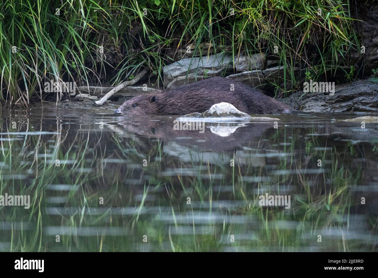 Eurasian beaver (Castor fiber), Carpathians, Bieszczady, Poland Stock ...