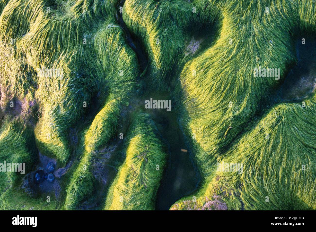 A closeup of round coastal stones covered with green algae bloom Stock ...