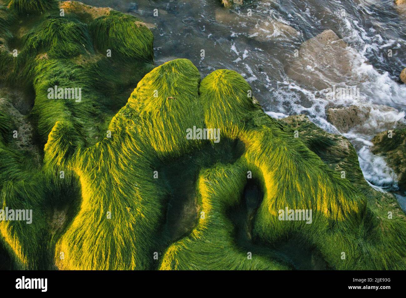 A closeup of round coastal stones near the sea covered with green algae ...