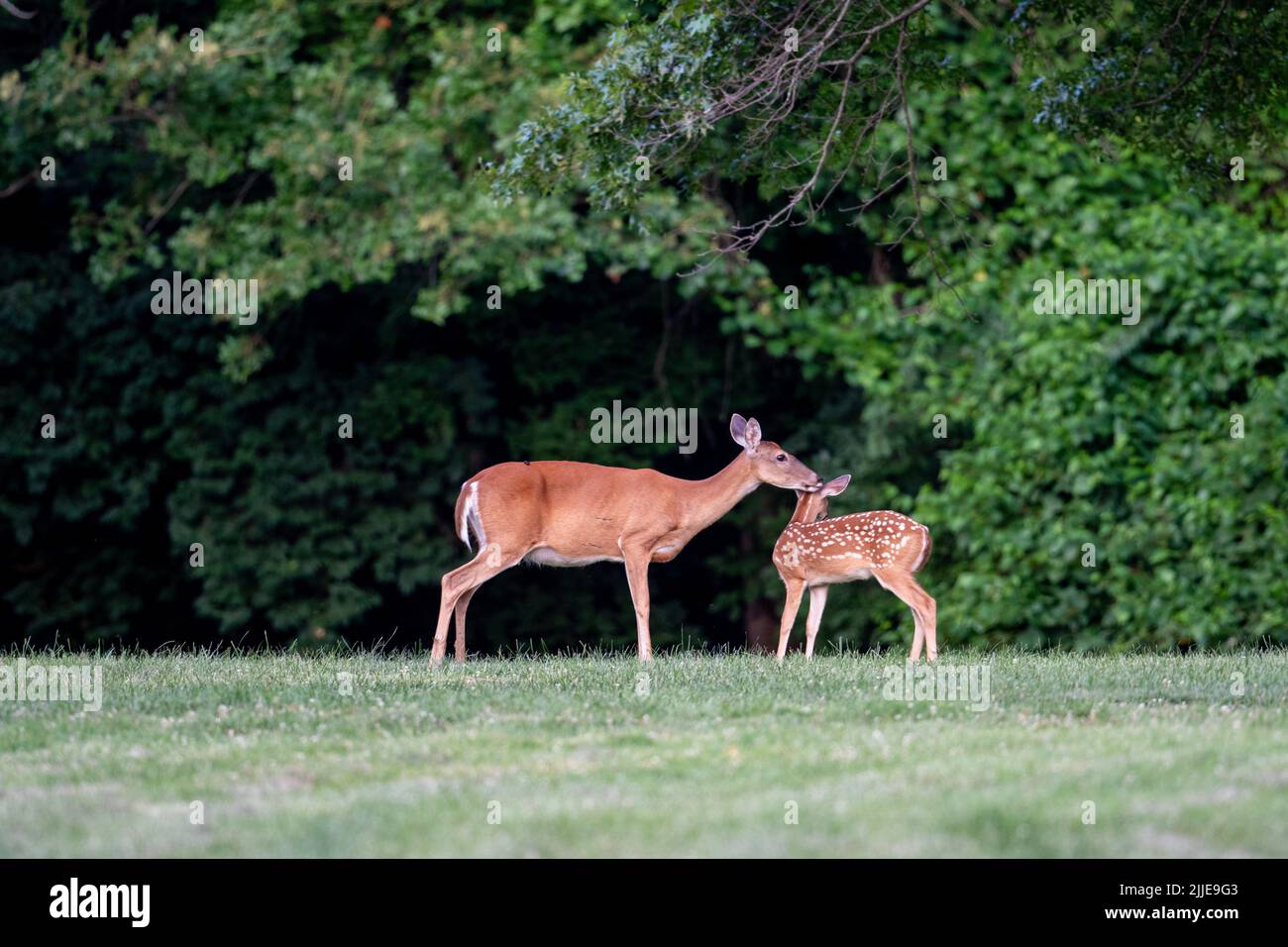 White-tailed deer fawn with spots and doe in an open meadow on a summer ...