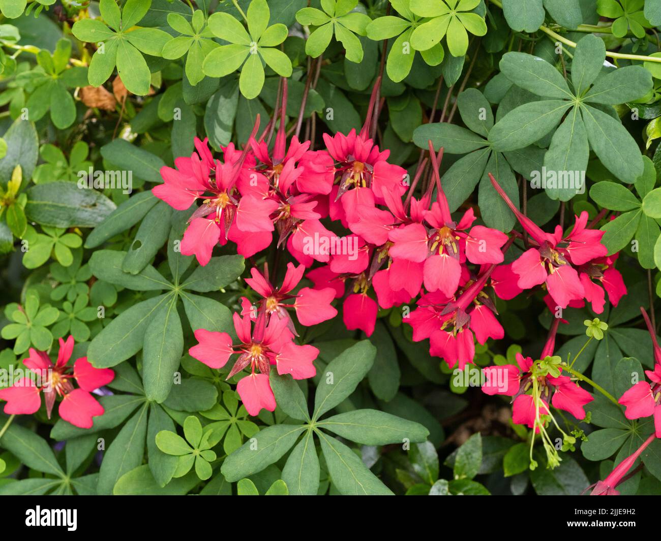 Red blooms of the perennial climbing Scottish flame flower, Tropaeolum ...