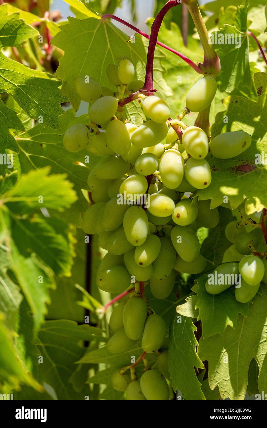 fresh succulent green grapes growing on a leafy vine in a mediterranean ...