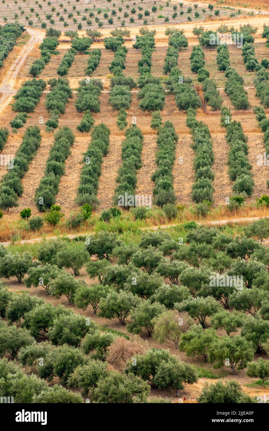 rows of olive trees in greece, crete landscape, agricultural landscape ...