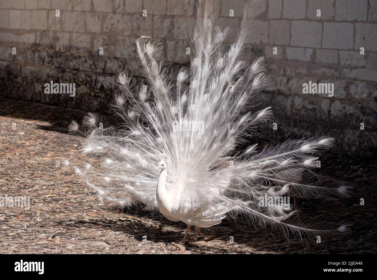 White peacock displaying its feathers as part of a mating ritual, in ...