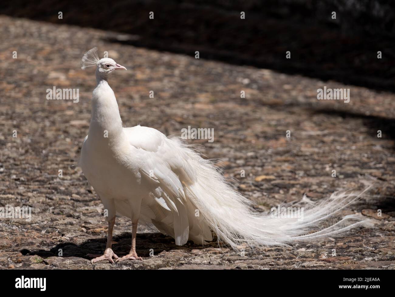 White peacock in the garden at Chateau du Rivau, Loire Valley, France ...