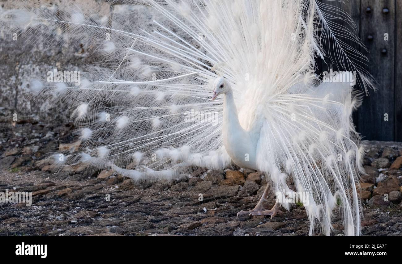White peacock displaying its feathers as part of a mating ritual, in ...