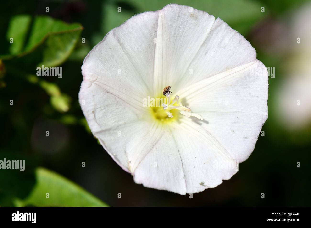 field bindweed, Acker-Winde, Liseron des champs, Convolvulus arvensis ...