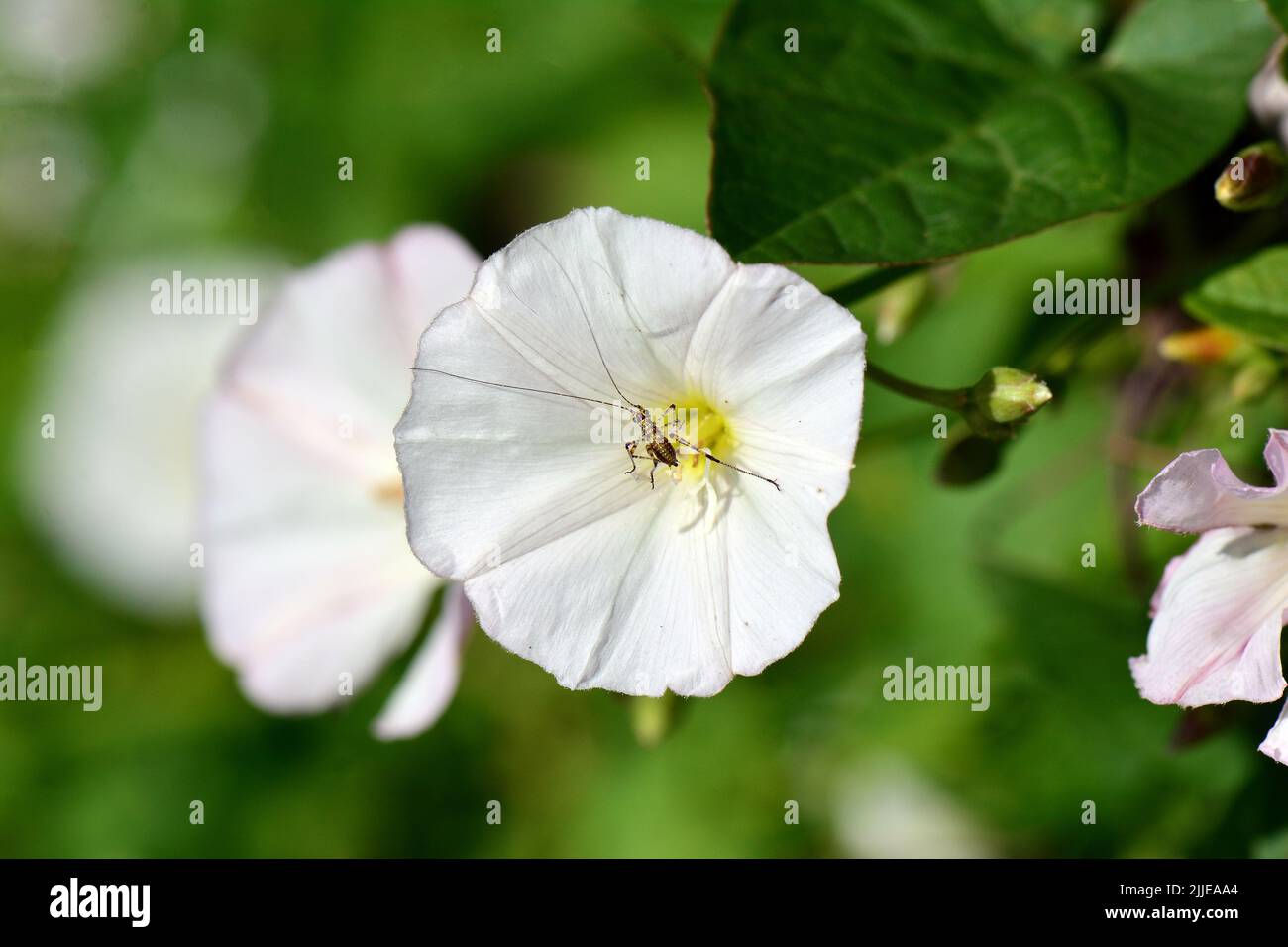 field bindweed, Acker-Winde, Liseron des champs, Convolvulus arvensis ...