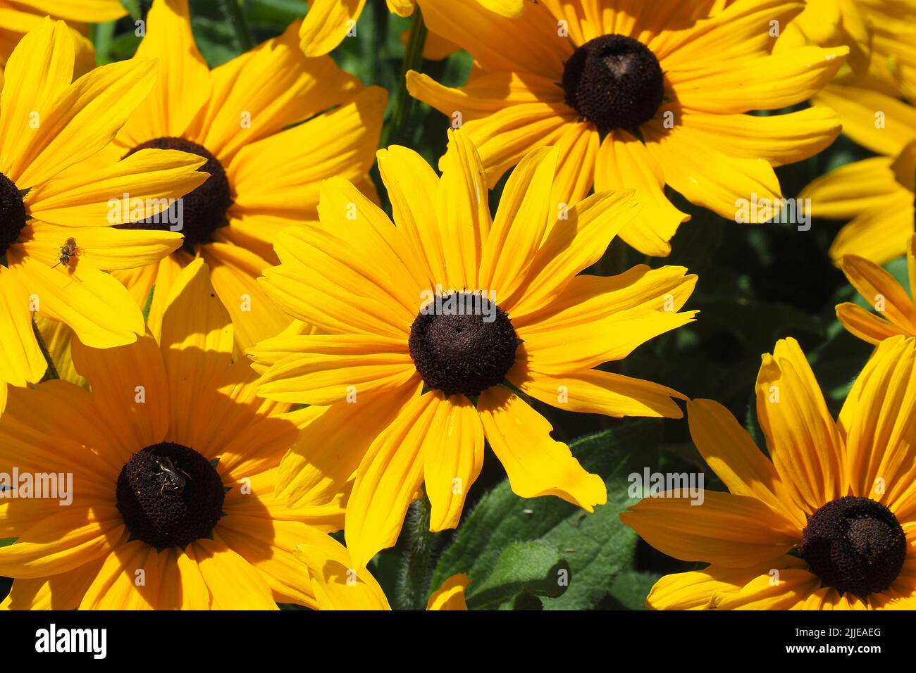 black-eyed Susan, Schwarzäugige Rudbeckie, Rudbeckie hérissée ...