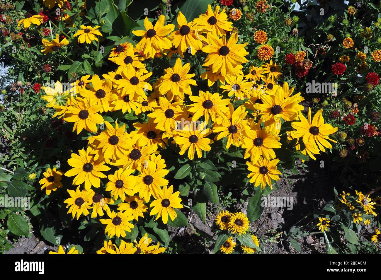 black-eyed Susan, Schwarzäugige Rudbeckie, Rudbeckie hérissée ...