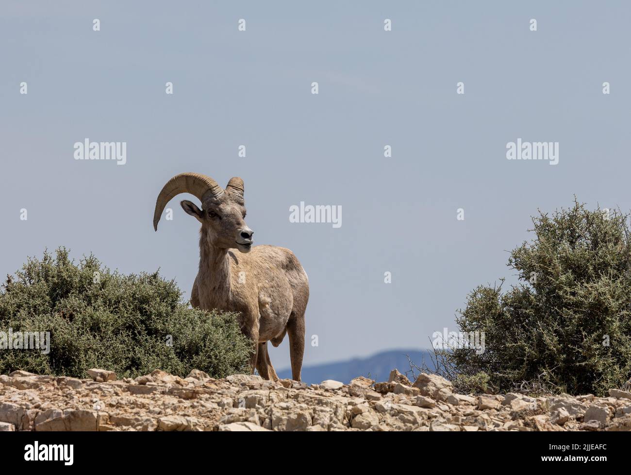 Bighorn Sheep Ram in Summer in Montana Stock Photo - Alamy