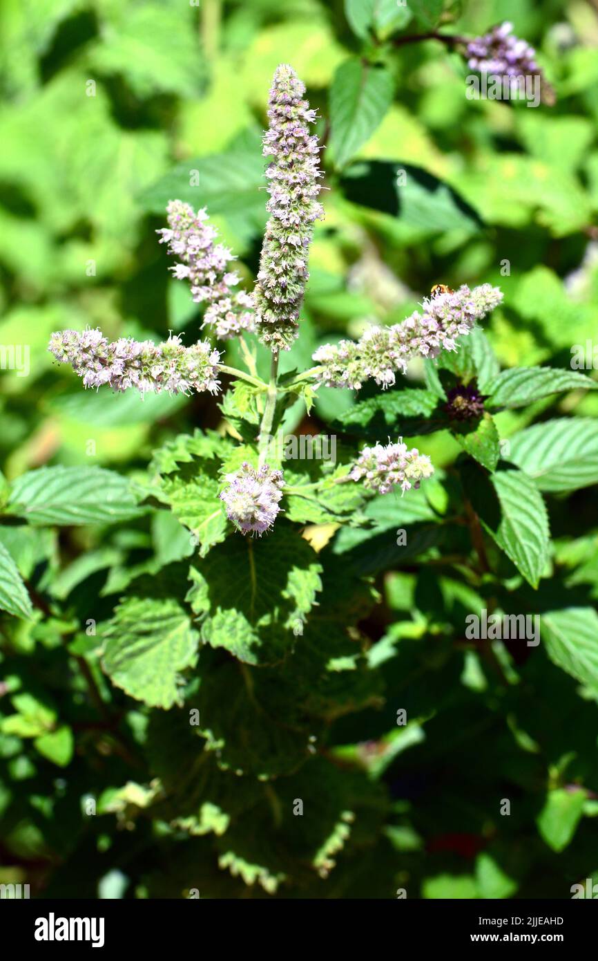 Fodormenta hi-res stock photography and images - Alamy