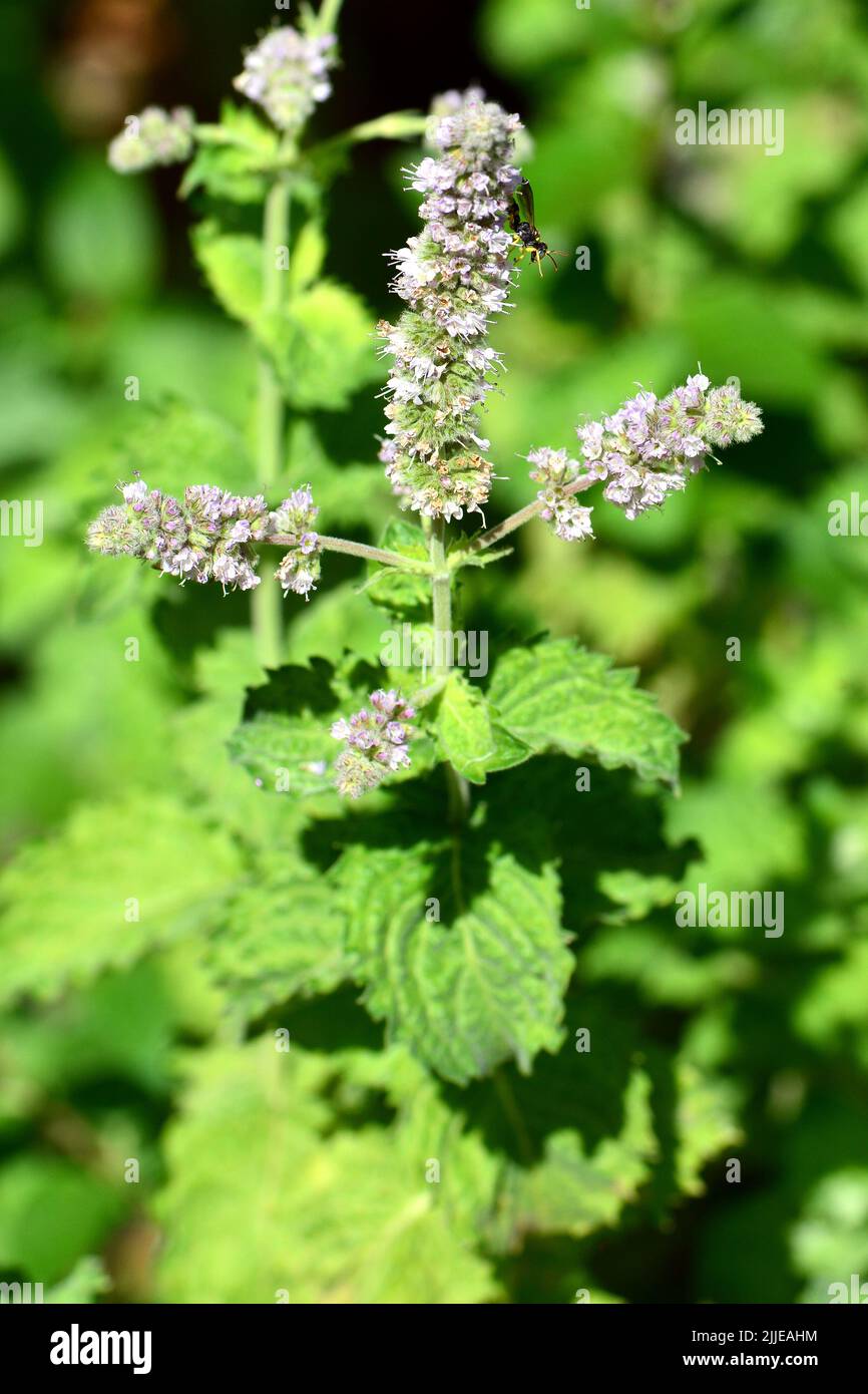 Fodormenta hi-res stock photography and images - Alamy