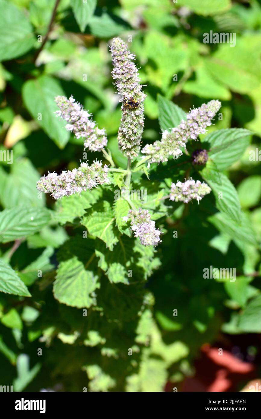 Fodormenta hi-res stock photography and images - Alamy